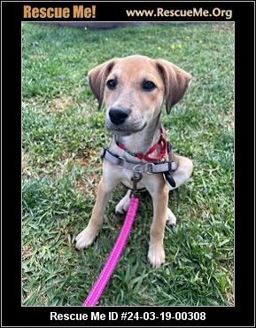 - California Airedale Rescue - ADOPTIONS - Rescue Me!