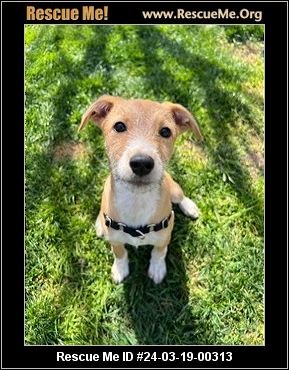 - California Airedale Rescue - ADOPTIONS - Rescue Me!