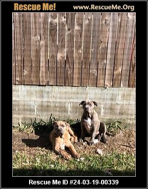 - Florida Pit Bull Rescue - ADOPTIONS - Rescue Me!