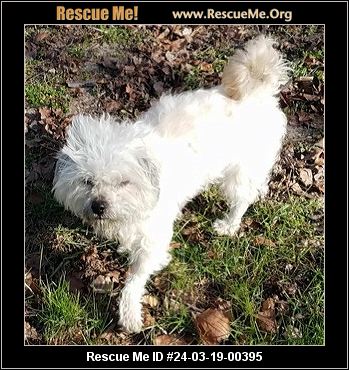 - Illinois Maltese Rescue - ADOPTIONS - Rescue Me!