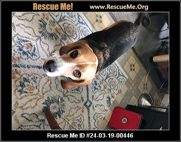- Pennsylvania Beagle Rescue - ADOPTIONS - Rescue Me!