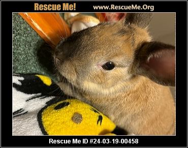 - Virginia Rabbit Rescue - ADOPTIONS - Rescue Me!