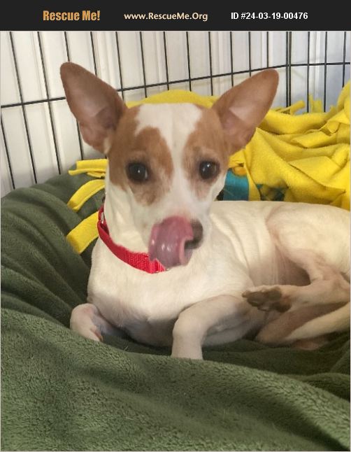 ADOPT 24031900476 ~ Jack Russell Rescue ~ Midlothian, VA