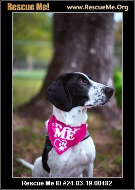 - Alabama Dog Rescue - ADOPTIONS - Rescue Me!