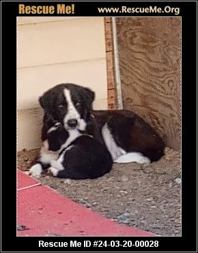- California Bernese Mountain Dog Rescue - ADOPTIONS - Rescue Me!