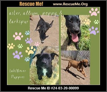 - Colorado Lab Rescue - ADOPTIONS - Rescue Me!