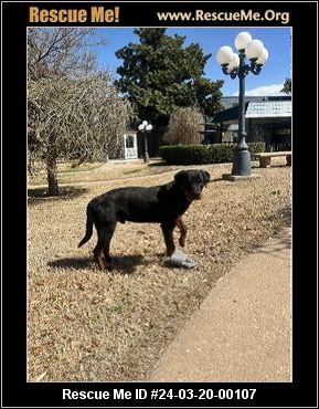 - Oklahoma Dog Rescue - ADOPTIONS - Rescue Me!