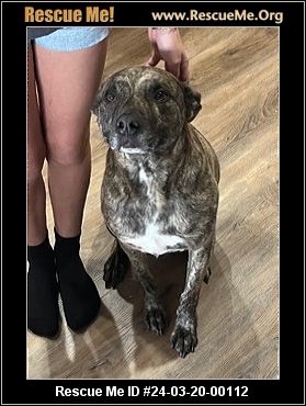 - Florida Pit Bull Rescue - ADOPTIONS - Rescue Me!