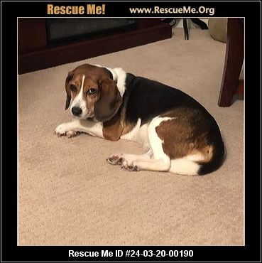 - Pennsylvania Beagle Rescue - ADOPTIONS - Rescue Me!