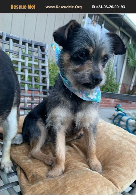 ADOPT 24032000193 ~ Border Terrier Rescue ~ La Puente, CA