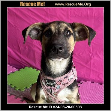 - California Lab Rescue - ADOPTIONS - Rescue Me!