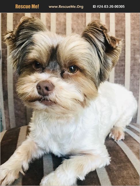 ADOPT 24032000305 ~ Yorkie Rescue ~ Santa Rosa, CA