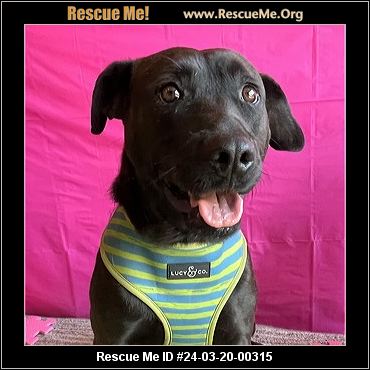 - California Lab Rescue - ADOPTIONS - Rescue Me!