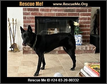 - Texas Basenji Rescue - ADOPTIONS - Rescue Me!