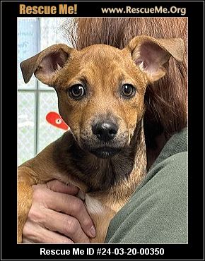 - New Jersey Dog Rescue - ADOPTIONS - Rescue Me!