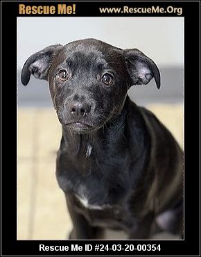 - New Jersey Dog Rescue - ADOPTIONS - Rescue Me!