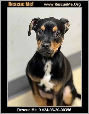 - New Jersey Dog Rescue - ADOPTIONS - Rescue Me!