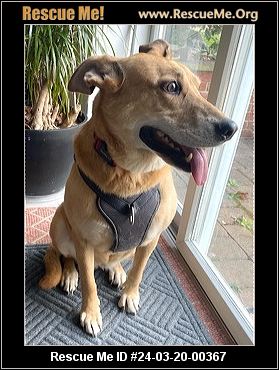 - New Jersey Dog Rescue - ADOPTIONS - Rescue Me!