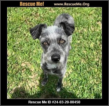- Texas Schnauzer Rescue - ADOPTIONS - Rescue Me!