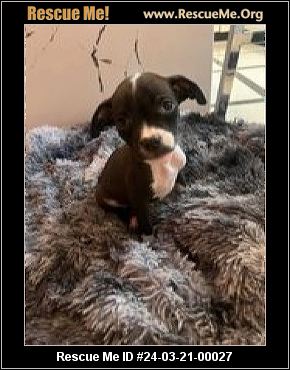 - New York Pit Bull Rescue - ADOPTIONS - Rescue Me!