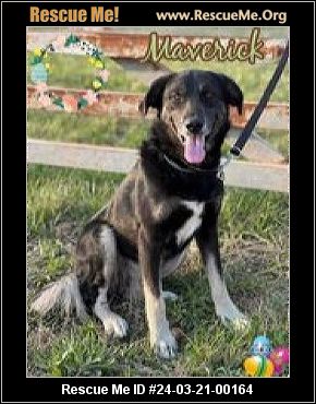 - Oklahoma Dog Rescue - ADOPTIONS - Rescue Me!