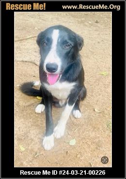 - Georgia Border Collie Rescue - ADOPTIONS - Rescue Me!