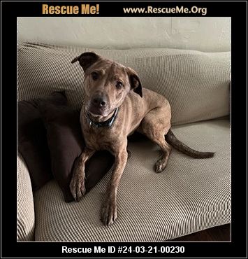 - Pennsylvania Dog Rescue - ADOPTIONS - Rescue Me!