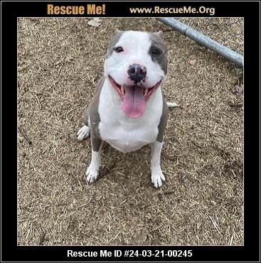 - Illinois Dog Rescue - ADOPTIONS - Rescue Me!