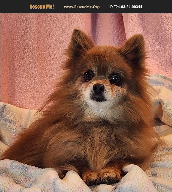 ADOPT 24032100344 ~ Pomeranian Rescue ~ Parker, CO