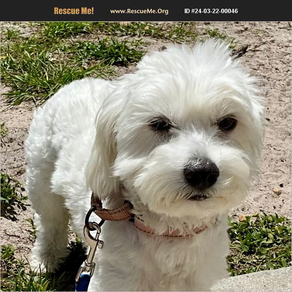 ADOPT 24032200046 ~ Maltese Rescue ~ Fort Myers, FL