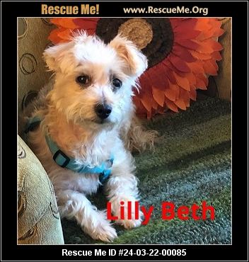 - North Carolina Maltese Rescue - ADOPTIONS - Rescue Me!