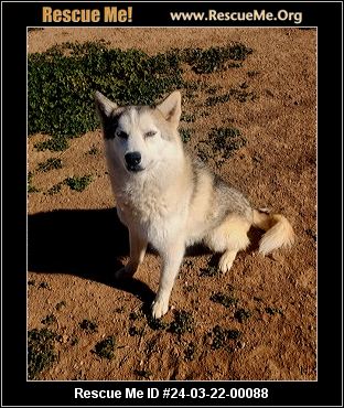 - Nevada Dog Rescue - ADOPTIONS - Rescue Me!