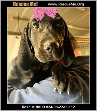 - New Jersey Dog Rescue - ADOPTIONS - Rescue Me!