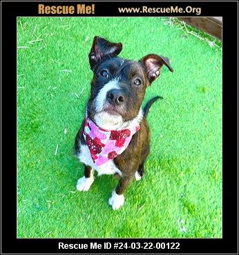 - Connecticut Boxer Rescue - ADOPTIONS - Rescue Me!