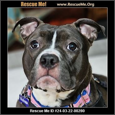 - Massachusetts Mutt Rescue - ADOPTIONS - Rescue Me!