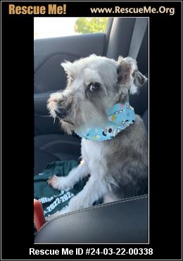 - Florida Schnauzer Rescue - ADOPTIONS - Rescue Me!