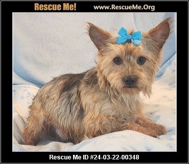 - Colorado Yorkie Rescue - ADOPTIONS - Rescue Me!