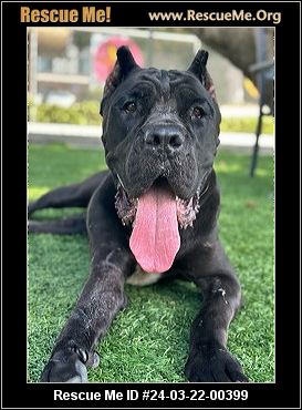 - California Mastiff Rescue - ADOPTIONS - Rescue Me!