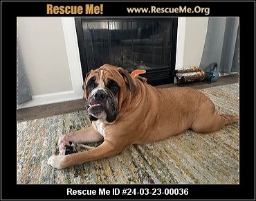 - Florida Bulldog Rescue - ADOPTIONS - Rescue Me!