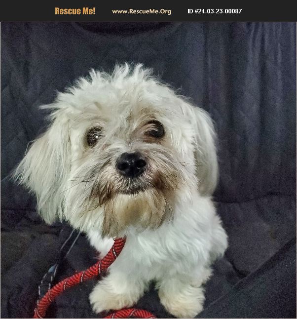 ADOPT 24032300087 ~ Maltese Rescue ~ HELENA, AL