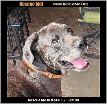 - Oklahoma Dog Rescue - ADOPTIONS - Rescue Me!