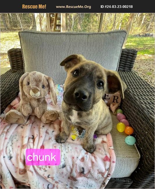 ADOPT 24032300218 ~ Mountain Cur Rescue ~ Seattle, WA