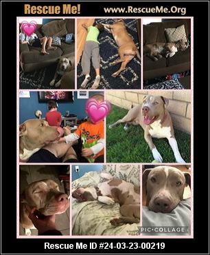 - California Pit Bull Rescue - ADOPTIONS - Rescue Me!
