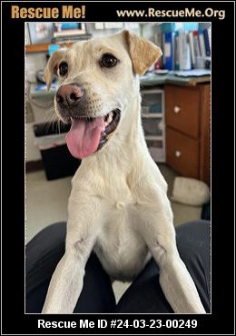 - Colorado Lab Rescue - ADOPTIONS - Rescue Me!