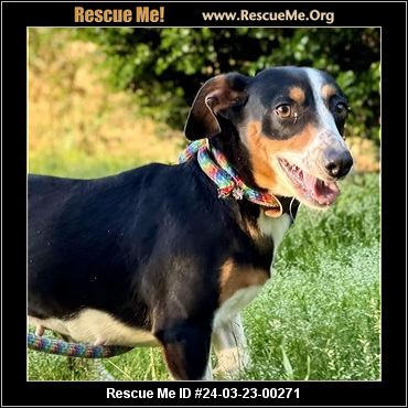 - Connecticut Dachshund Rescue - ADOPTIONS - Rescue Me!
