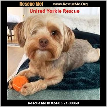 - Texas Yorkie Rescue - ADOPTIONS - Rescue Me!