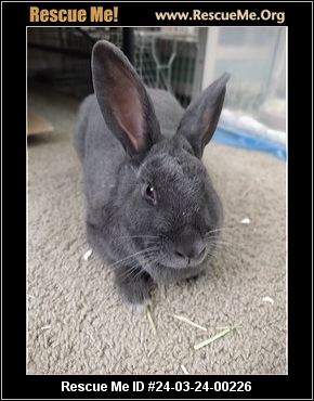 - Texas Rabbit Rescue - ADOPTIONS - Rescue Me!