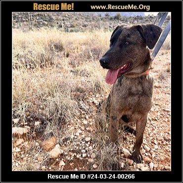 - Arizona Dog Rescue - ADOPTIONS - Rescue Me!