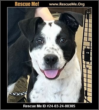 - Alabama Dog Rescue - ADOPTIONS - Rescue Me!