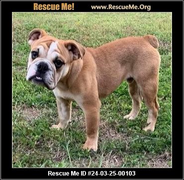 - Texas Bulldog Rescue - ADOPTIONS - Rescue Me!